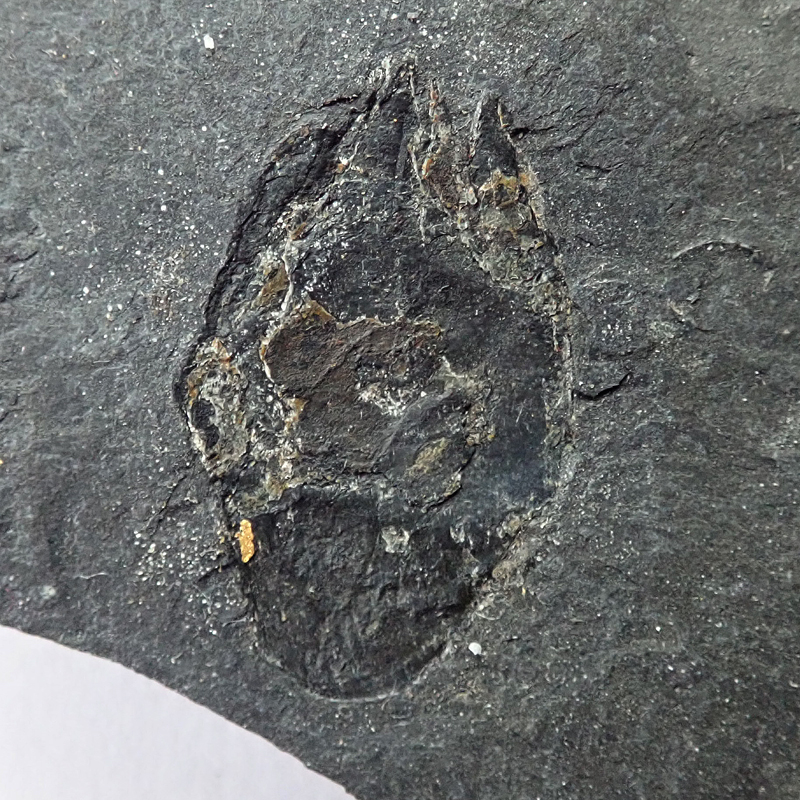 fossil-alma-vise-plantae