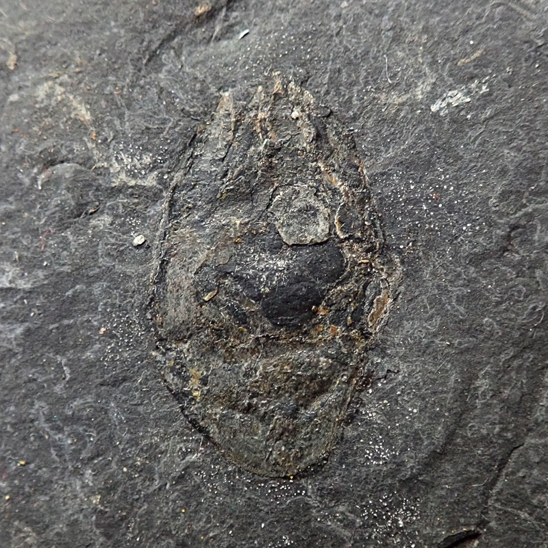 fossil-alma-vise-plantae