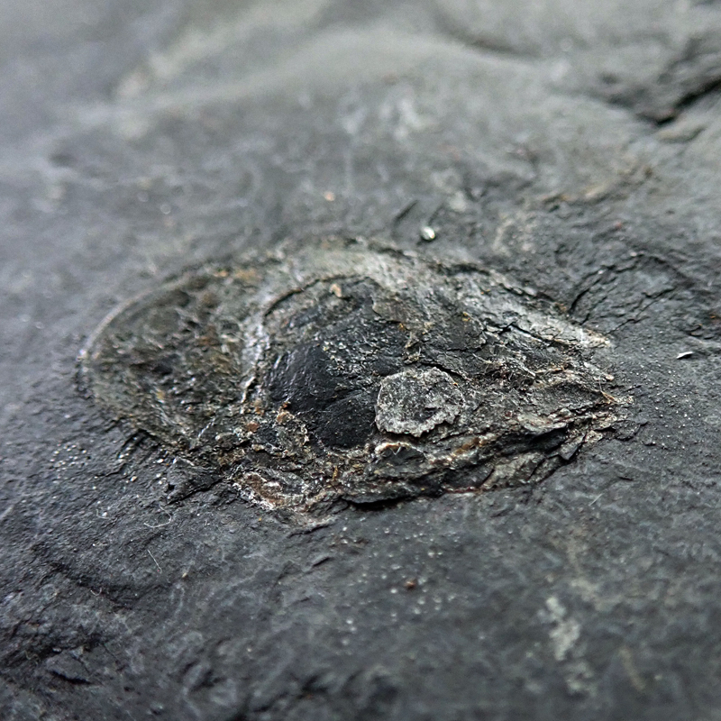 fossil-alma-vise-plantae