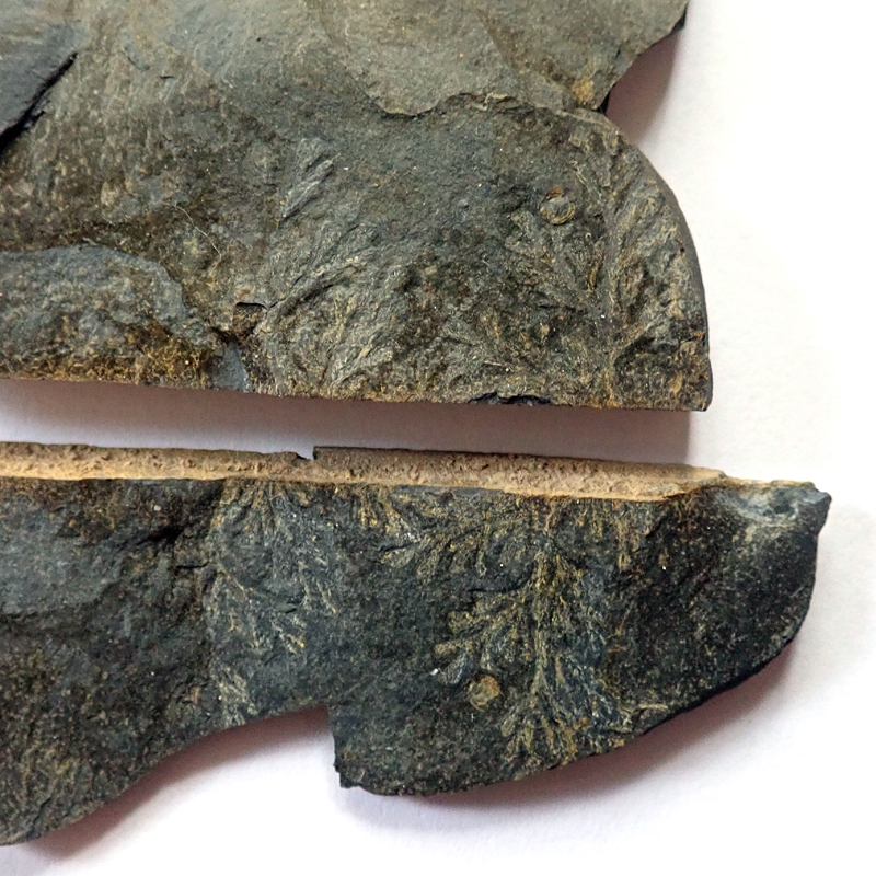 fossil-alma-vise-plantae