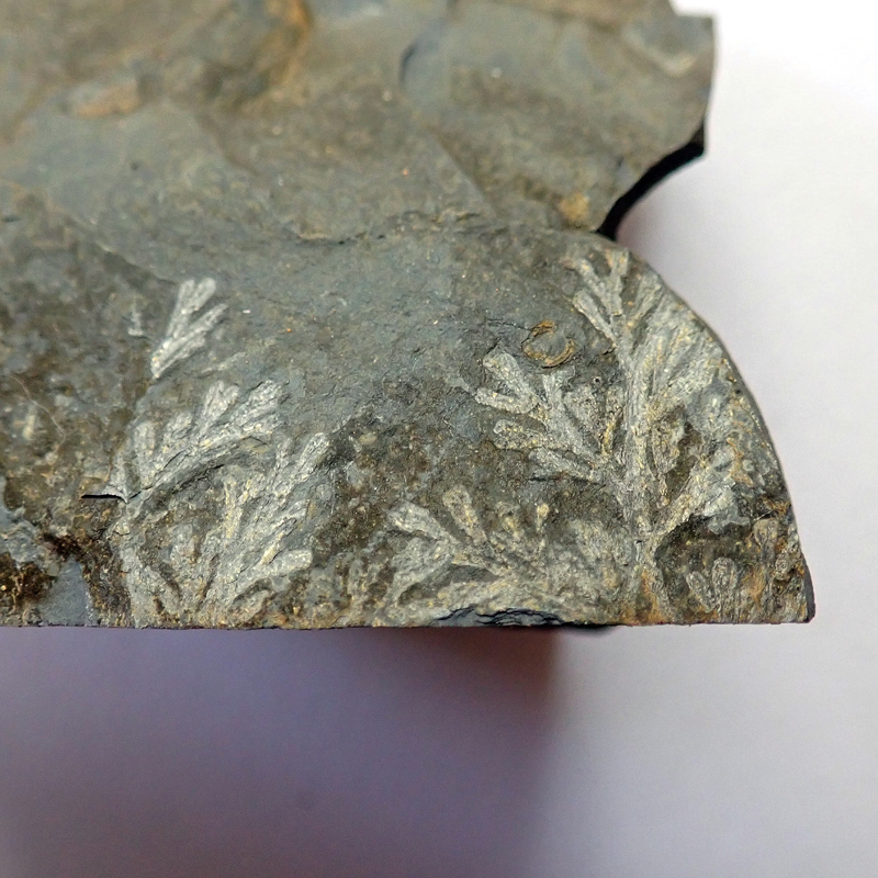 fossil-alma-vise-plantae