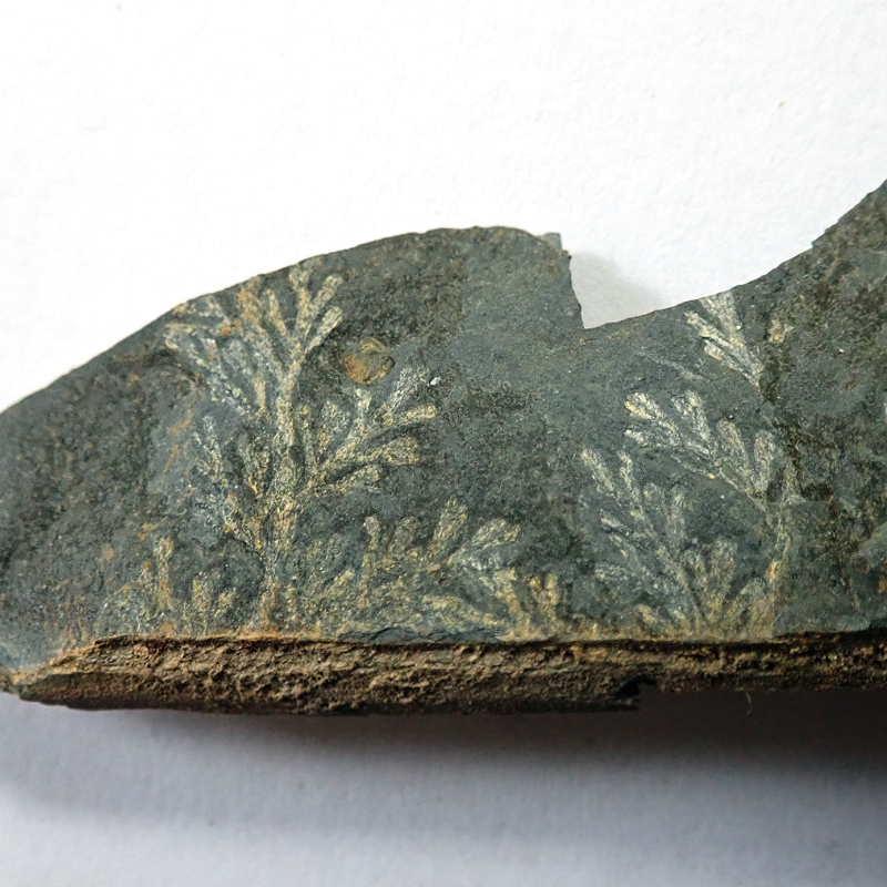 fossil-alma-vise-plantae